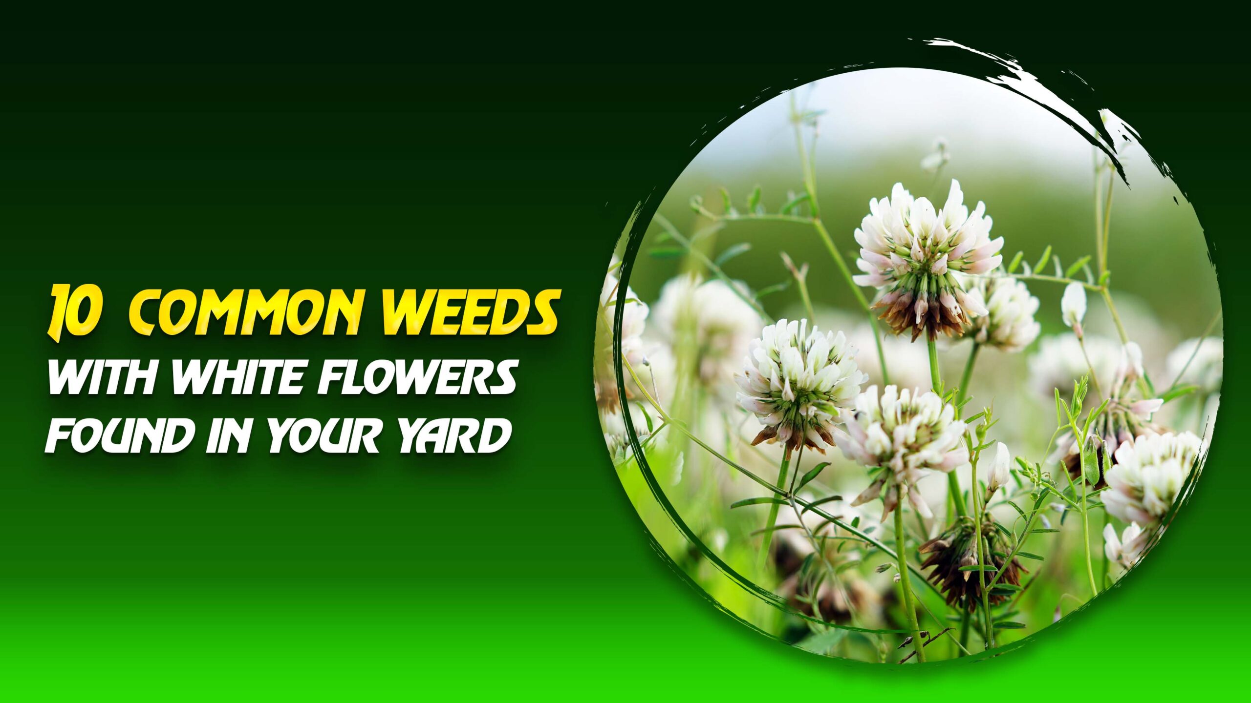10 Common Weeds With White Flowers Found in Your Yard - Renoovate
