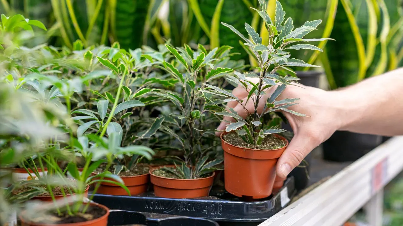 Best Air Plants for Beginners and How to Care for Them - Renoovate